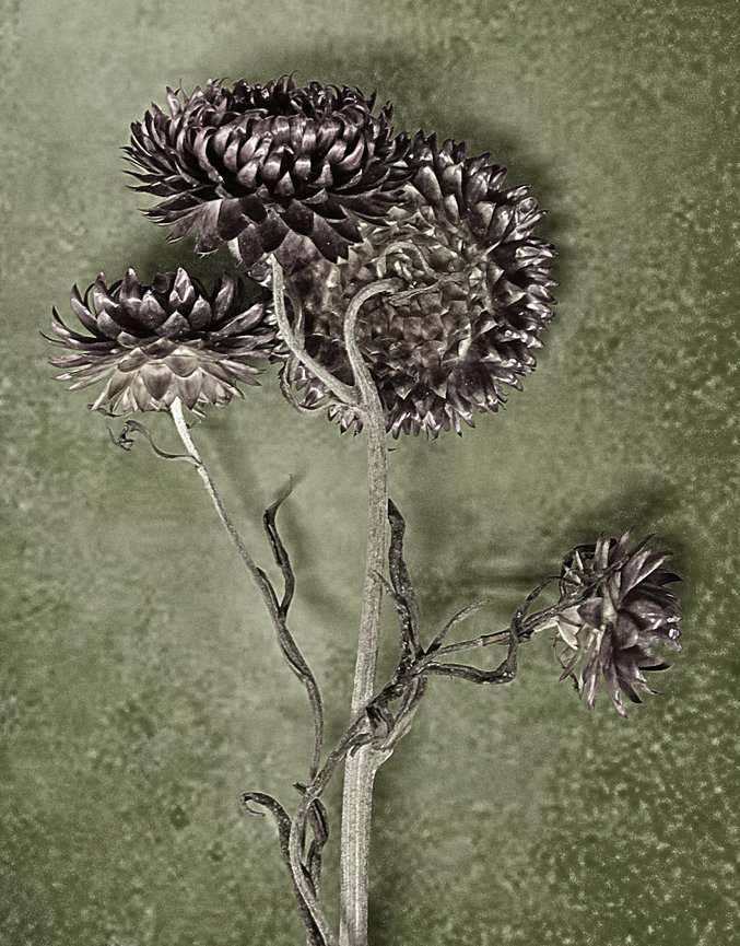 Creative Post Processing - Mike Moats - Award Winning Macro Photographer