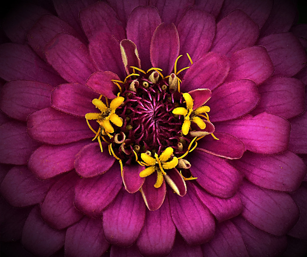 New! Before and After - Mike Moats - Award Winning Macro Photographer