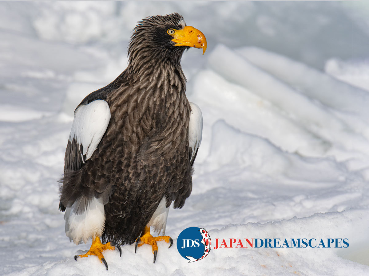 February 1-9 2025 Hokkaido Birding Wildlife - JAPAN DREAMSCAPES