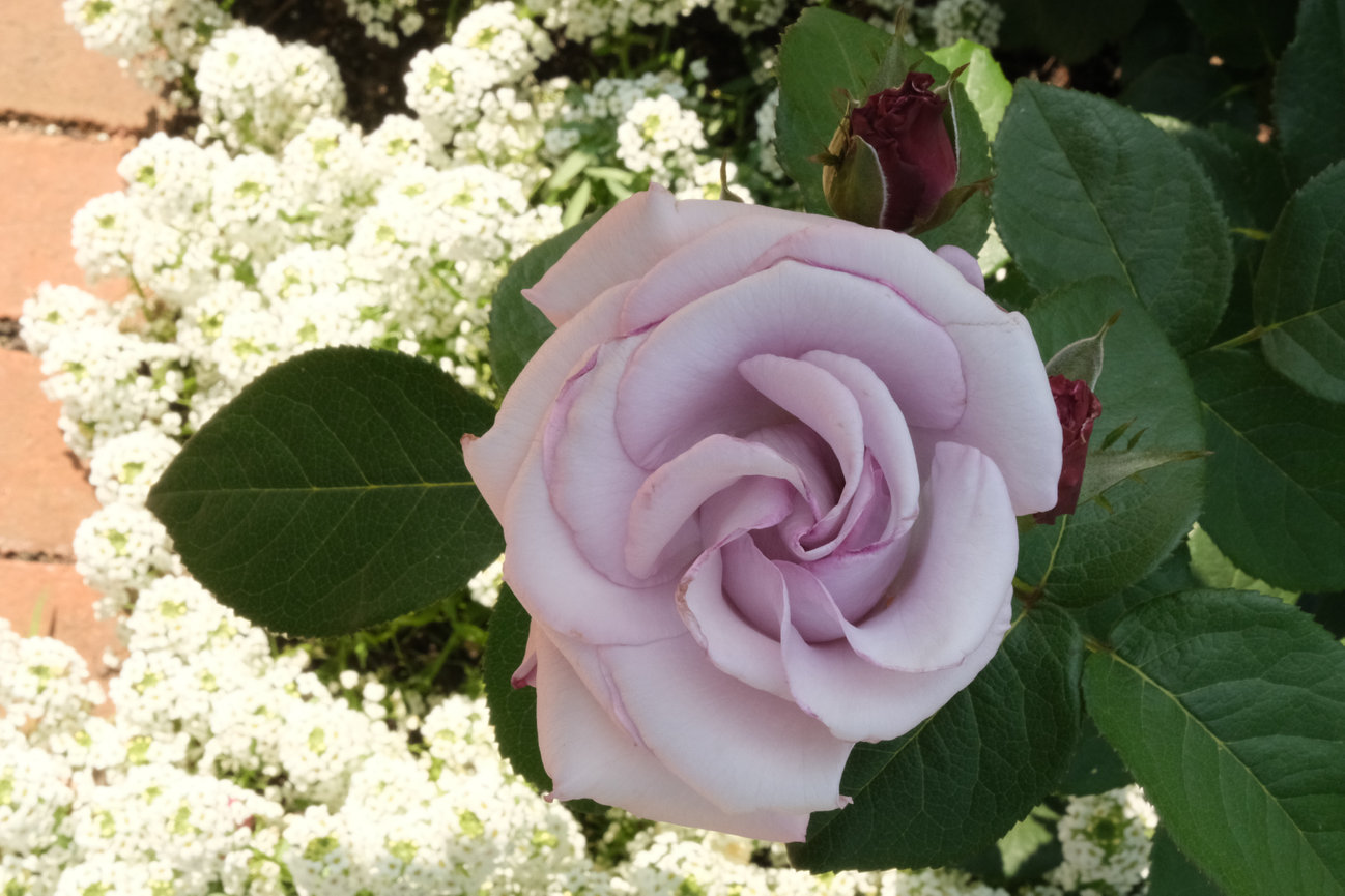 Chicago Botanical Rose, Before and After - Mike Moats - Award Winning ...