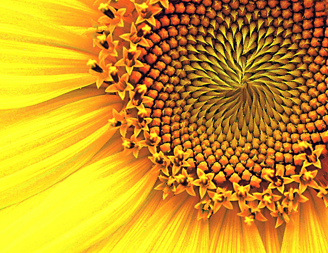 WORKSHOPS - Mike Moats - Award Winning Macro Photographer