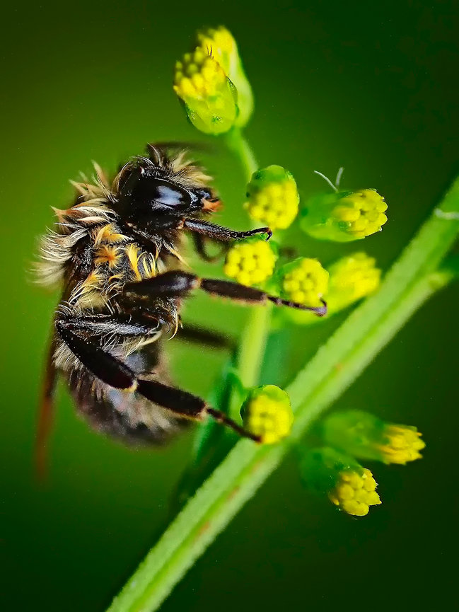 Bad Hair Day - Mike Moats - Award Winning Macro Photographer