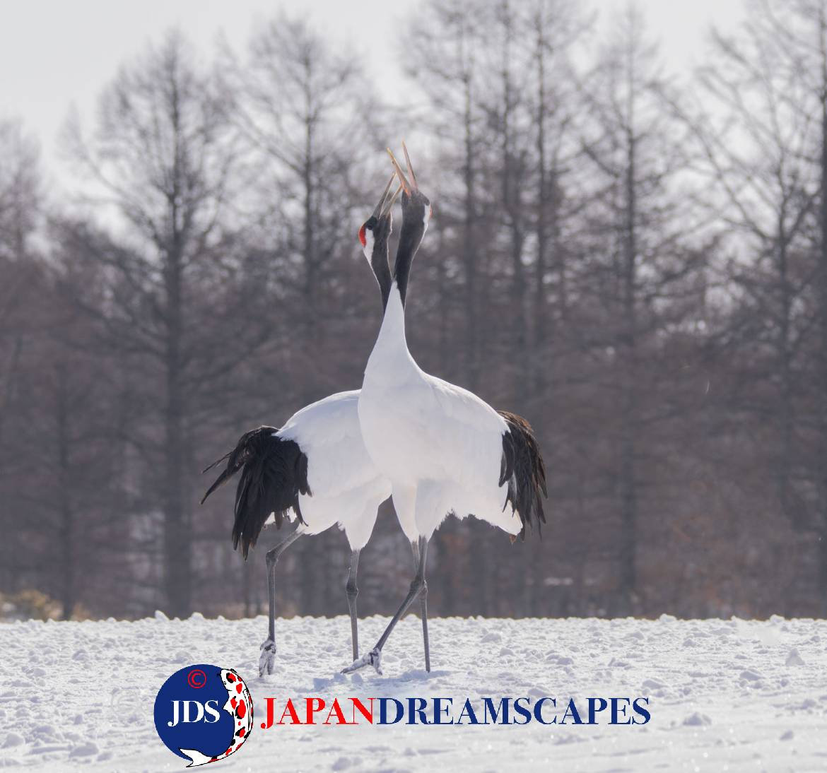 Hokkaido Photography Tour - Birding In Japan - JAPAN DREAMSCAPES
