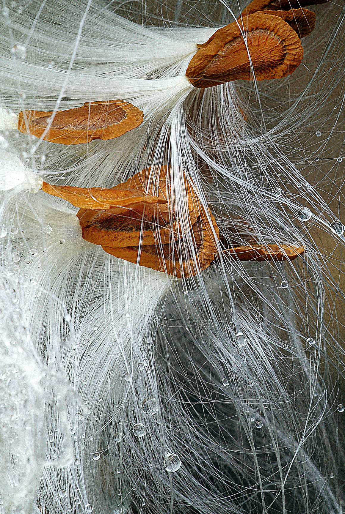 The Four Seasons of Macro Zoom Program - Mike Moats - Award Winning ...