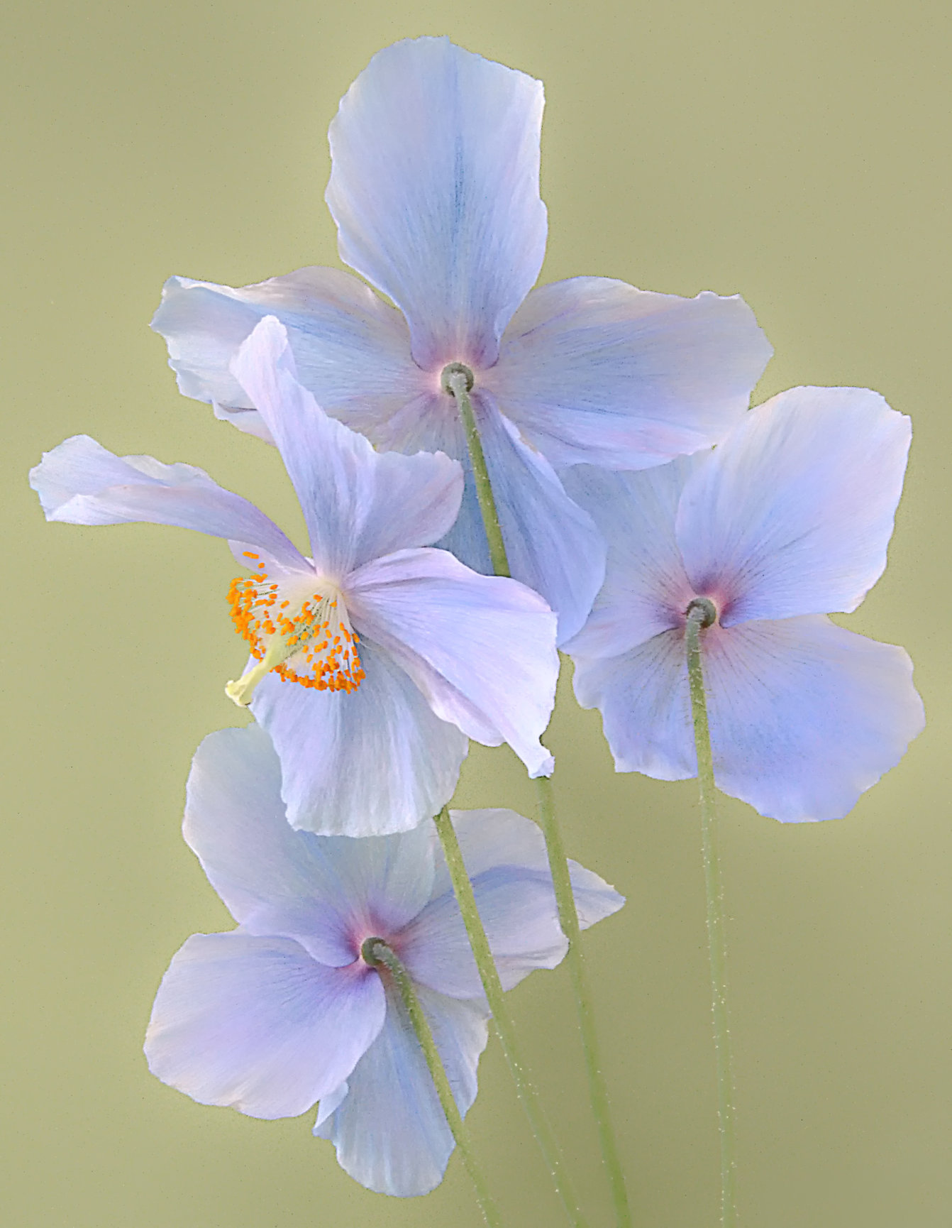 Himalayan Blue Poppies in Bloom - Mike Moats - Award Winning Macro ...