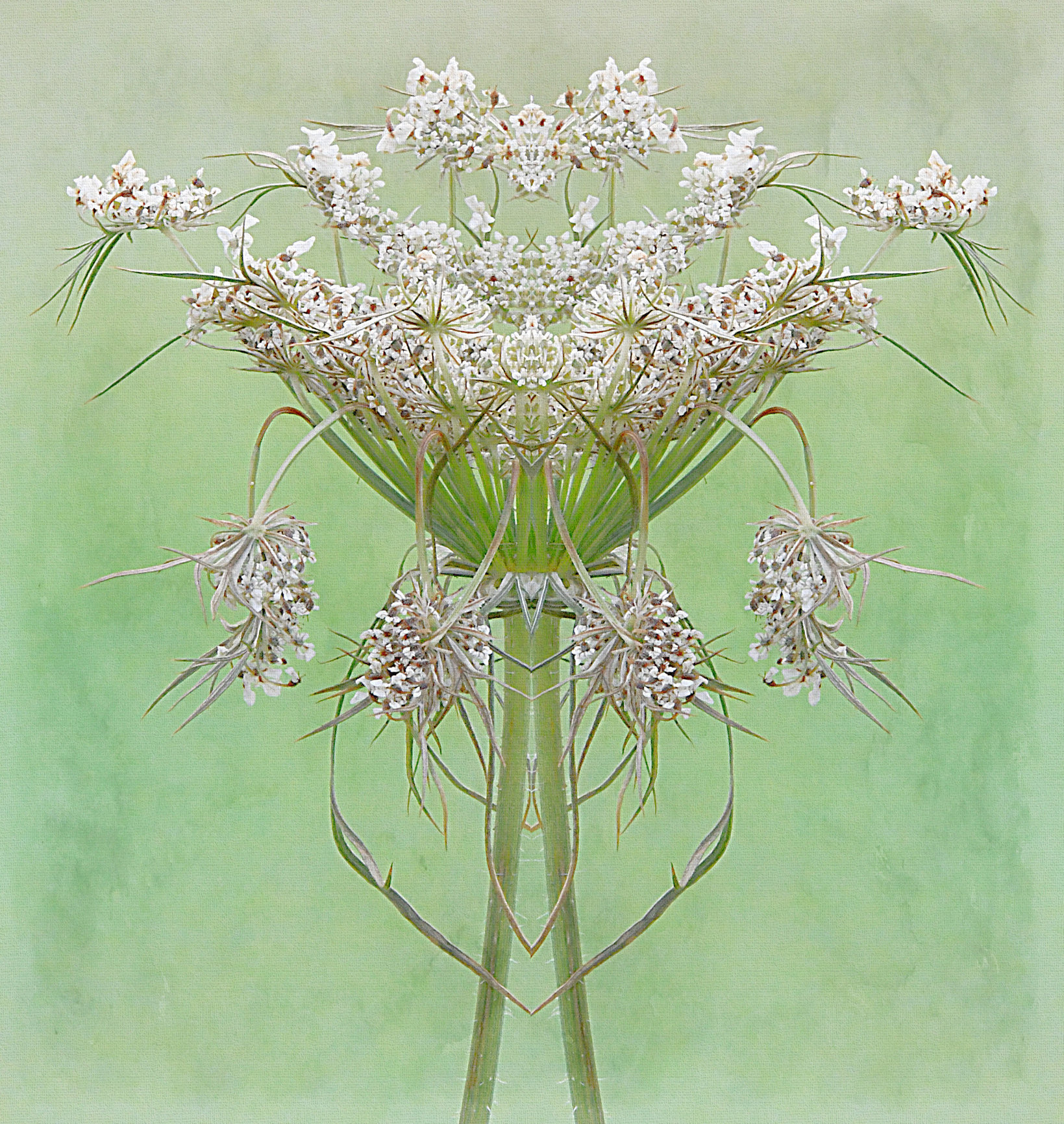 Summertime Wildflowers - Mike Moats - Award Winning Macro Photographer