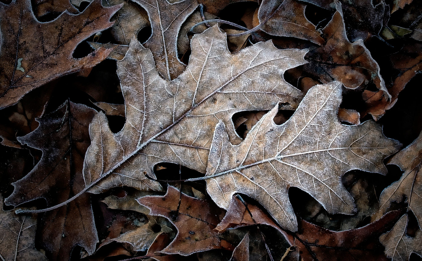 First Day of Fall - Mike Moats - Award Winning Macro Photographer