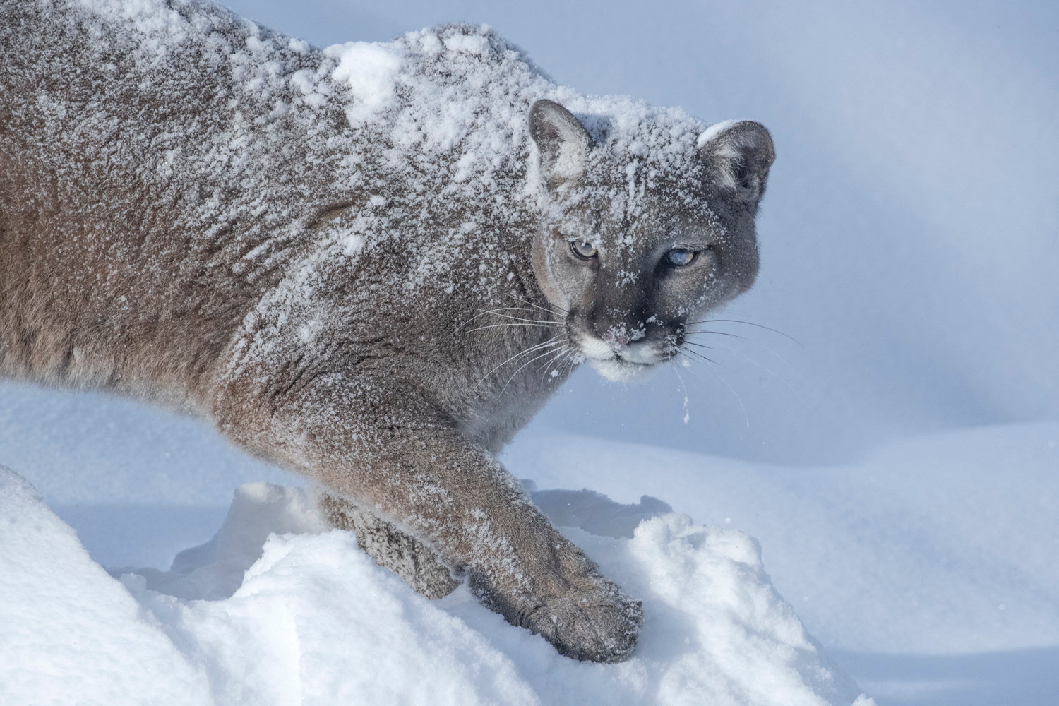 Wildlife workshop in winter - Jim Zuckerman photography & photo tours