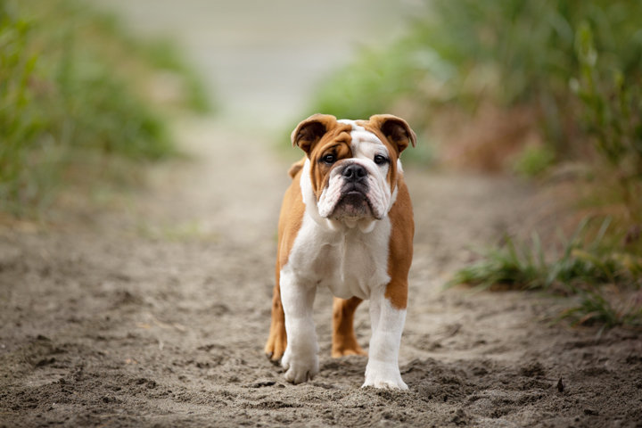 Sweet Puppy Portraits - Kim Yanick Portraits