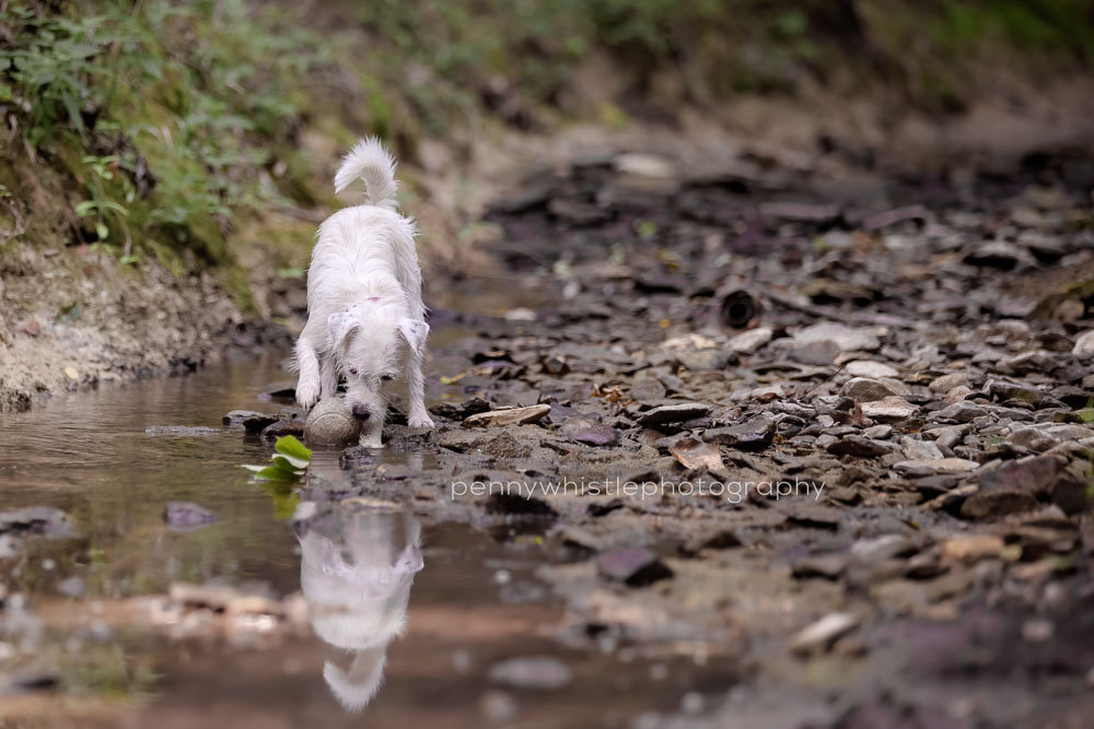 Using Reflections in Pet Photography