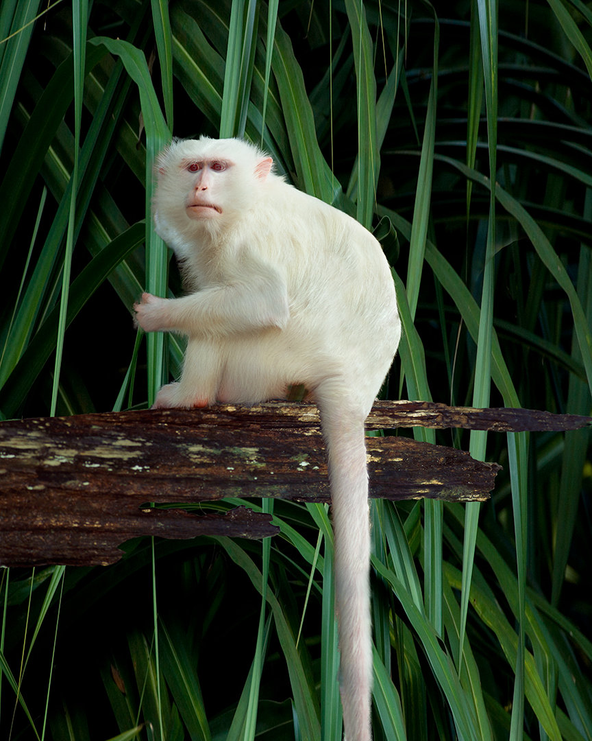 Portrait of an albino - Jim Zuckerman photography & photo tours