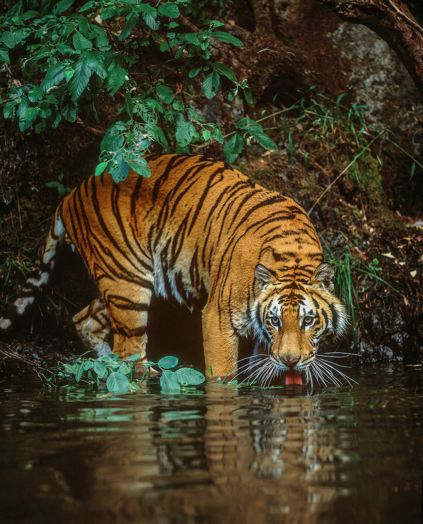 Tiger safari - Jim Zuckerman photography & photo tours