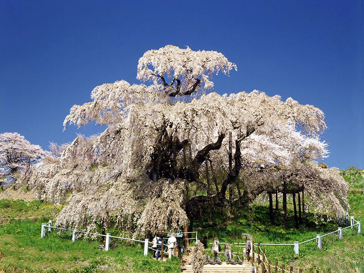 The Three Greatest Sakura Cherry Blossom Trees of Japan - JAPAN DREAMSCAPES